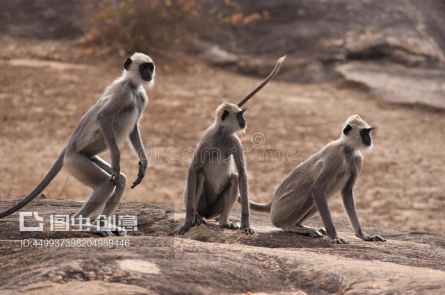 猴子尾巴图片素材-免费可商用-高清下载-快剪辑